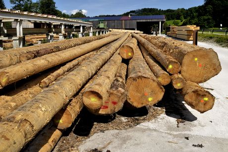24 Peeled tree trunks Stock Pictures, Editorial Images and Stock Photos ...