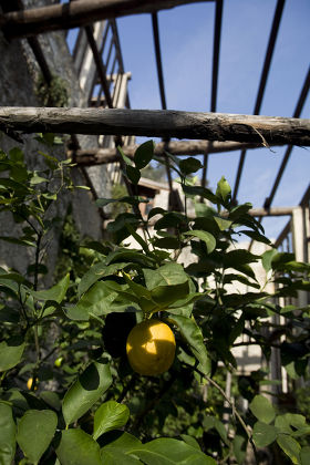 23 Lemon fruit farming Stock Pictures, Editorial Images and Stock ...