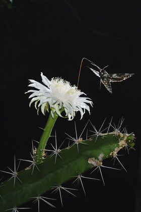 Sphinx Moth Sphingidae Adult Night Drinking Editorial Stock Photo ...