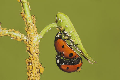 60 Seven spotted ladybug Stock Pictures, Editorial Images and Stock ...