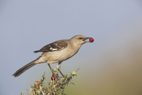 Northern Mockingbird Mimus Polyglottos Adult Eating Editorial Stock ...