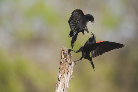 Redwinged Blackbird Agelaius Phoeniceus Males Fighting Editorial Stock ...