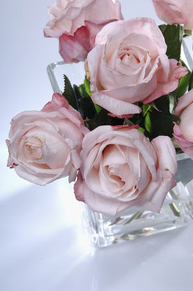 Pink Roses Glass Vase Editorial Stock Photo - Stock Image | Shutterstock