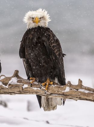 Bald Eagle Ruffled Head Feathers Editorial Stock Photo - Stock Image ...