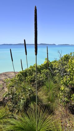 Grass Tree Xanthorrhoea Flowers Back Whitehaven Editorial Stock Photo ...