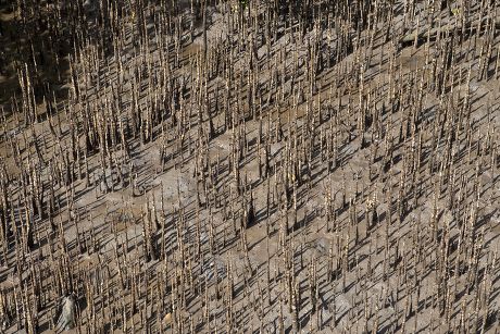59 Rootstock Stock Pictures, Editorial Images and Stock Photos ...
