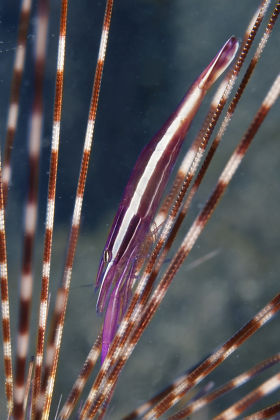 7 Commensalis Stock Pictures, Editorial Images and Stock Photos ...