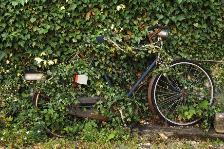 Bicycle Overgrown Ivy Hedera Helix High Editorial Stock Photo - Stock ...