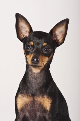 Prague Ratter Sitting Portrait Editorial Stock Photo - Stock Image ...
