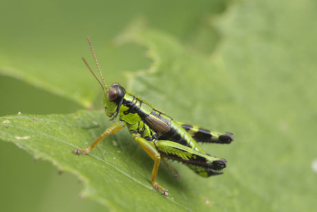 Alpine Mountain Locust Miramella Alpina Editorial Stock Photo - Stock ...