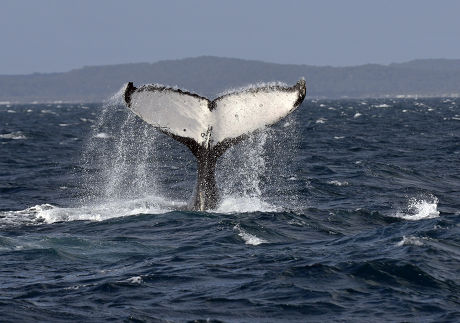 Speciesspecific Tail Slap Slap Tail Fin Editorial Stock Photo - Stock ...