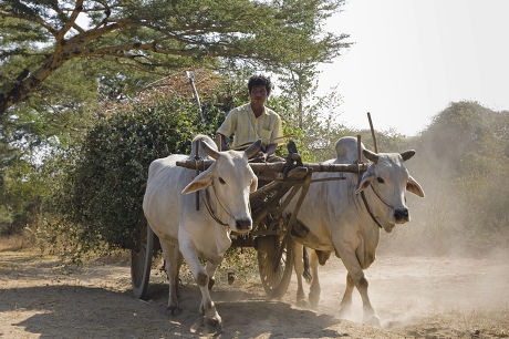 94 Oxen carts Stock Pictures, Editorial Images and Stock Photos ...