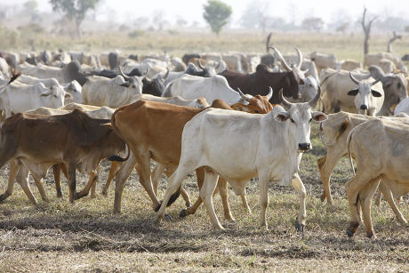Zebu Cattle Herd Lagdo Lake Northern Editorial Stock Photo - Stock ...
