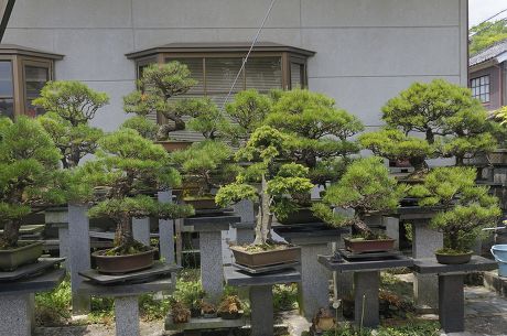 67 Japanese bucket Stock Pictures, Editorial Images and Stock Photos ...