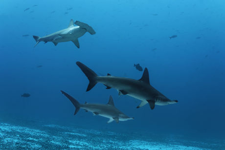 Three Scalloped Hammerhead Sharks Sphyrna Lewini Editorial Stock Photo ...