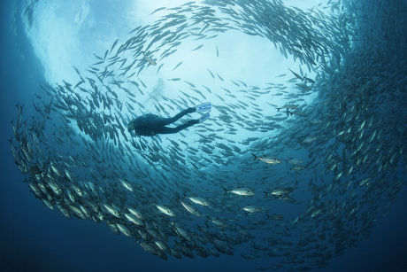 48 Mackerel shoal Stock Pictures, Editorial Images and Stock Photos ...