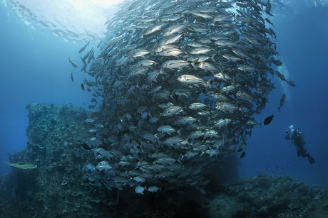 48 Mackerel shoal Stock Pictures, Editorial Images and Stock Photos ...