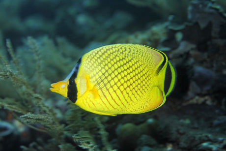 Latticed Butterflyfish Chaetodon Rafflesii Swims Along Editorial Stock ...