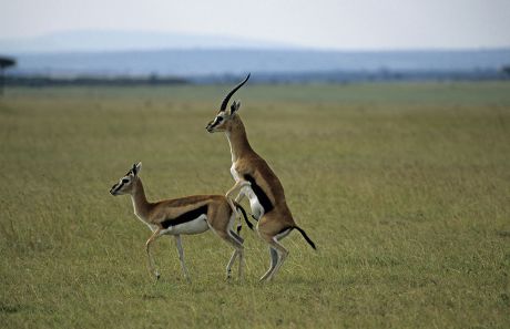Thomsons Gazelles Eudorcas Thomsonii Mating Masai Editorial Stock Photo ...