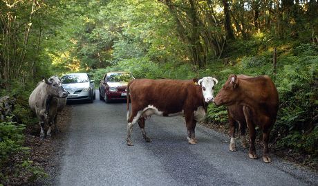 Cows Blocking Road Editorial Stock Photo - Stock Image | Shutterstock