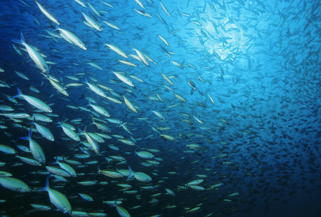 8 Midwater Stock Pictures, Editorial Images and Stock Photos | Shutterstock