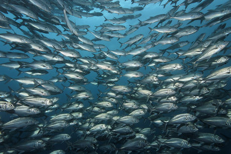 48 Mackerel shoal Stock Pictures, Editorial Images and Stock Photos ...
