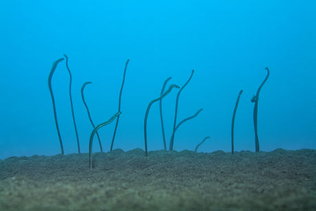 Spaghetti Garden Eel Gorgasia Japonica Colony Editorial Stock Photo ...