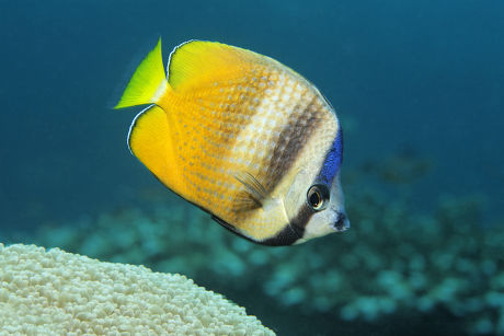 Kleins Butterflyfish Chaetodon Kleini Fish Bali Editorial Stock Photo ...