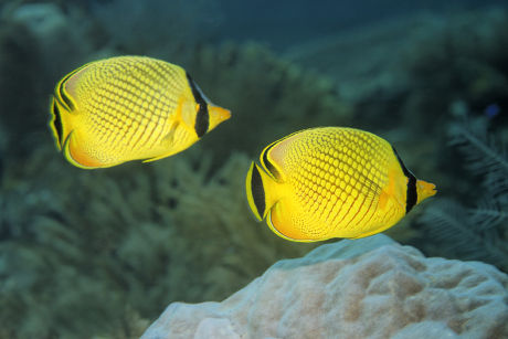Couple Latticed Butterflyfish Chaetodon Rafflesi Swimming Editorial ...