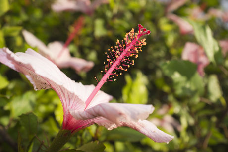 Hibuscus Flower Editorial Stock Photo - Stock Image | Shutterstock