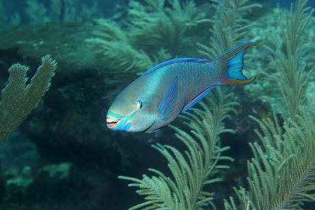 Queen Parrotfish Scarus Vetula Soft Coral Editorial Stock Photo - Stock ...