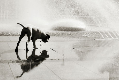 77 Dog reflection Stock Pictures, Editorial Images and Stock Photos ...