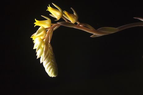 Falmouth Spring Flower Show, Cornwall, Britain - 22 Mar 2015 Stock ...