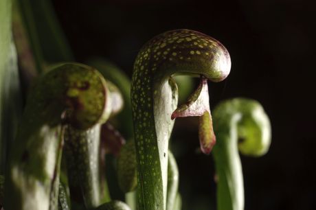 Falmouth Spring Flower Show, Cornwall, Britain - 22 Mar 2015 Stock ...