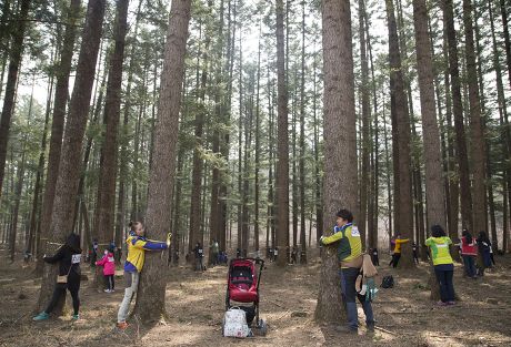 250 Hug a tree Stock Pictures, Editorial Images and Stock Photos ...