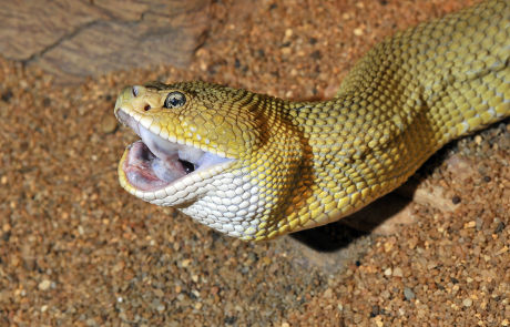 25 Mexican green rattler Stock Pictures, Editorial Images and Stock ...