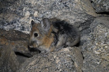 38 Pikas Stock Pictures, Editorial Images and Stock Photos | Shutterstock
