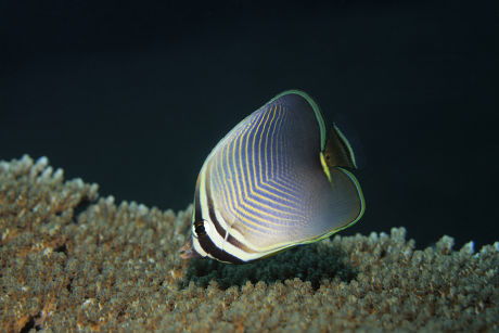 5 Triangle butterflyfish Stock Pictures, Editorial Images and Stock ...