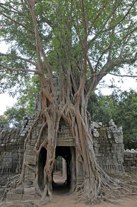 33 Som tree Stock Pictures, Editorial Images and Stock Photos ...