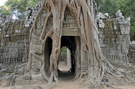 33 Som tree Stock Pictures, Editorial Images and Stock Photos ...