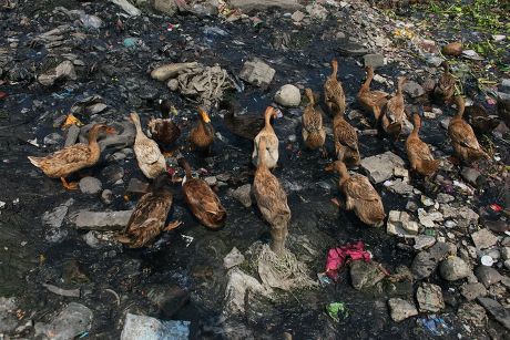 Ducks Feeding Themselves Polluted Water Buriganga Editorial Stock Photo ...