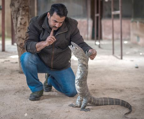 __COUNT__ Egyptian animal dealer Mamdouh Tolba with his animals at his ...