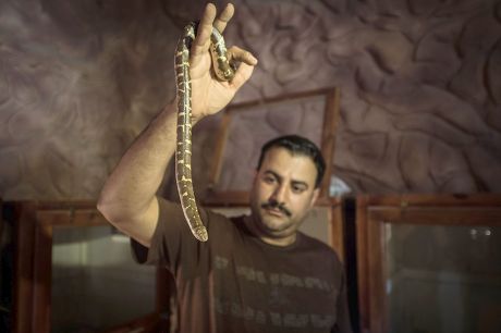 __COUNT__ Egyptian animal dealer Mamdouh Tolba with his animals at his ...