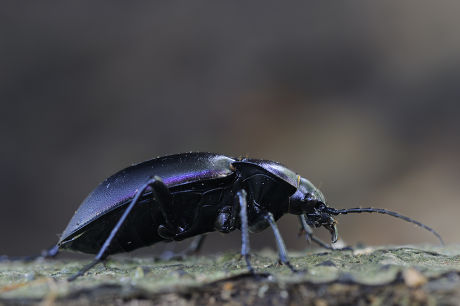 39 Carabus Stock Pictures, Editorial Images and Stock Photos | Shutterstock