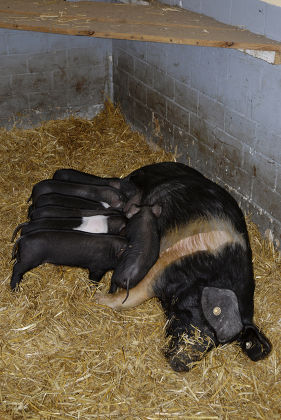 Angeln Saddleback Angler Sattelschwein Breed Domestic Editorial Stock ...