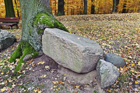 59 Rootstock Stock Pictures, Editorial Images and Stock Photos ...