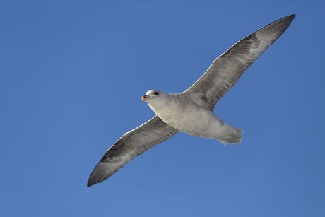 Northern Fulmar Fulmarus Glacialis Blue Fulmar Editorial Stock Photo ...