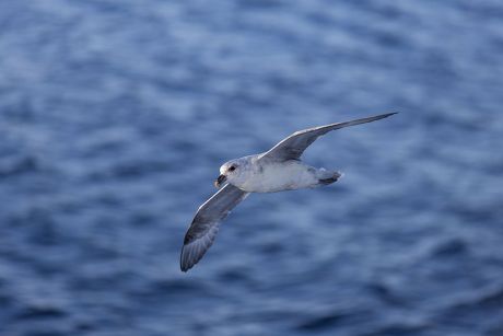 Northern Fulmar Fulmarus Glacialis Blue Fulmar Editorial Stock Photo ...