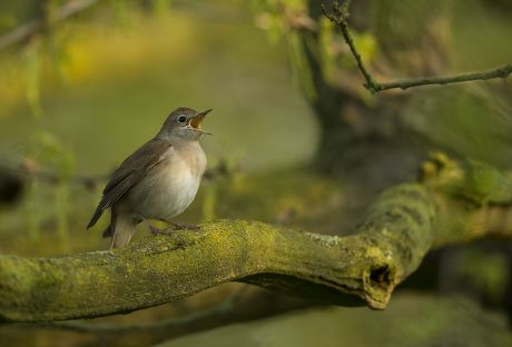 61 Common Nightingale Stock Pictures Editorial Images And Stock Photos