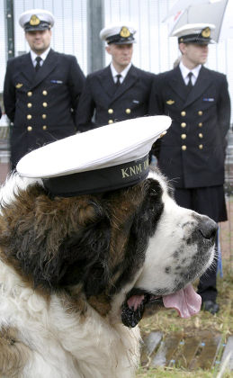 Ceremony Honour Bamse St Bernard Who Foto Stok Editorial - Gambar Stok ...